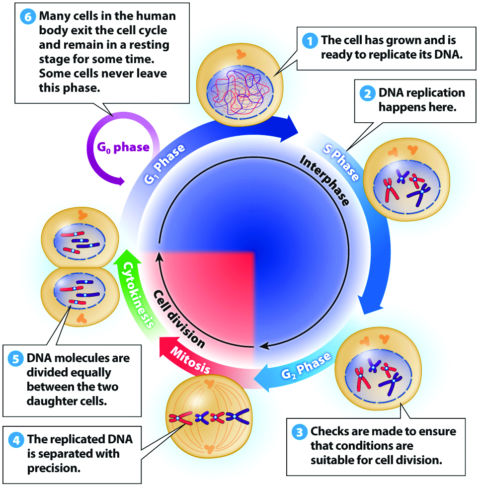 Cell Cycle Labeled Diagram